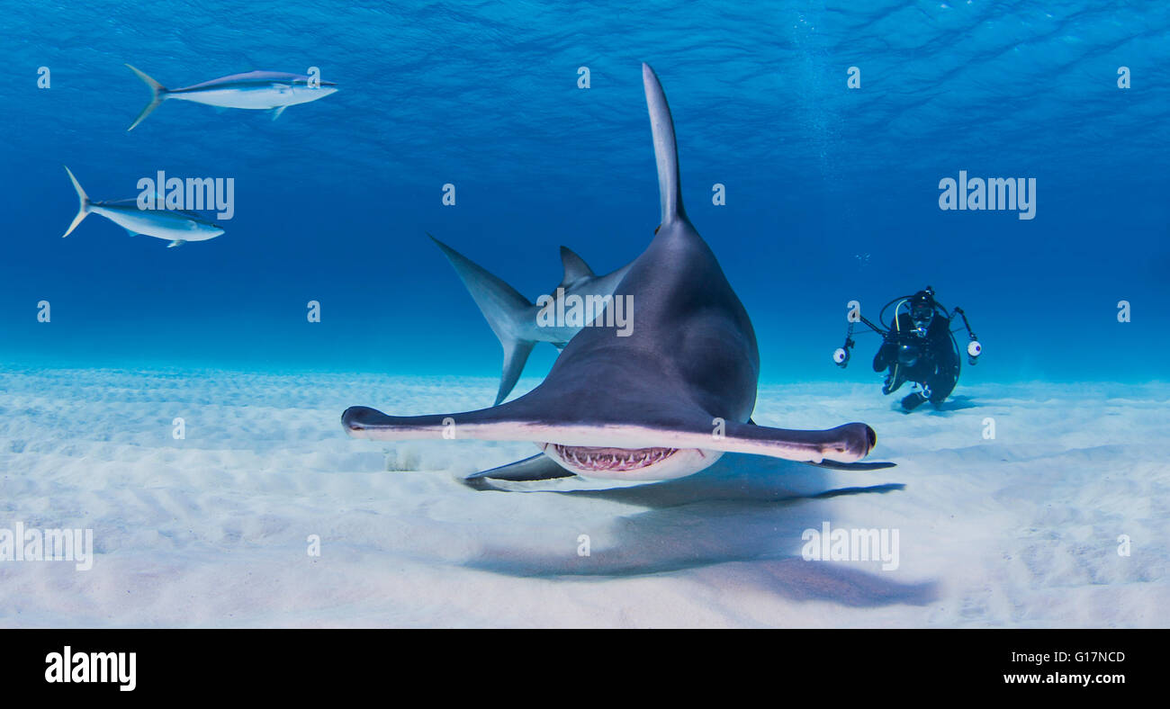 Großer hammerhai -Fotos und -Bildmaterial in hoher Auflösung – Alamy