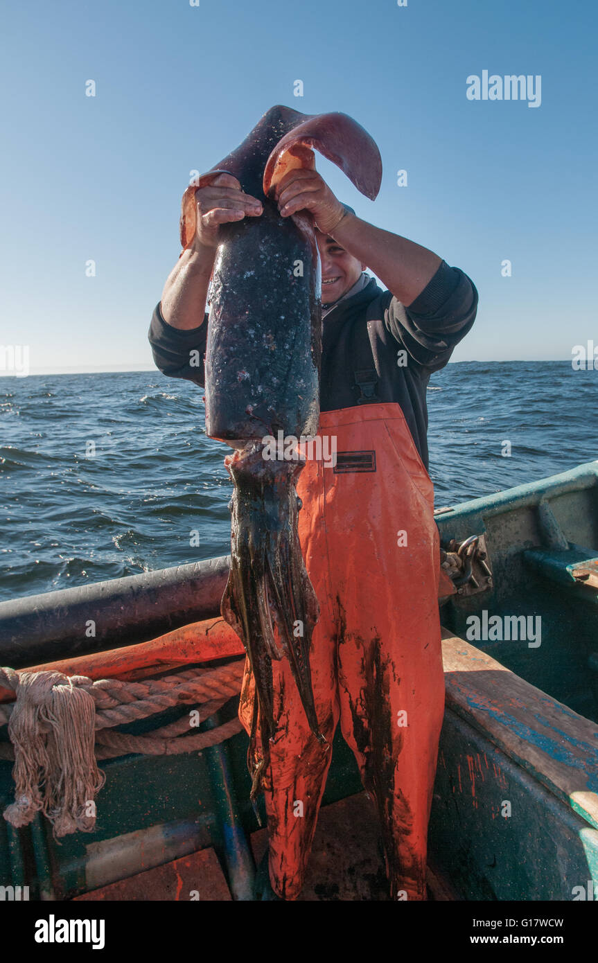 Humboldt kalmar (dosidicus gigas) -Fotos und -Bildmaterial in hoher Auflösung – Alamy