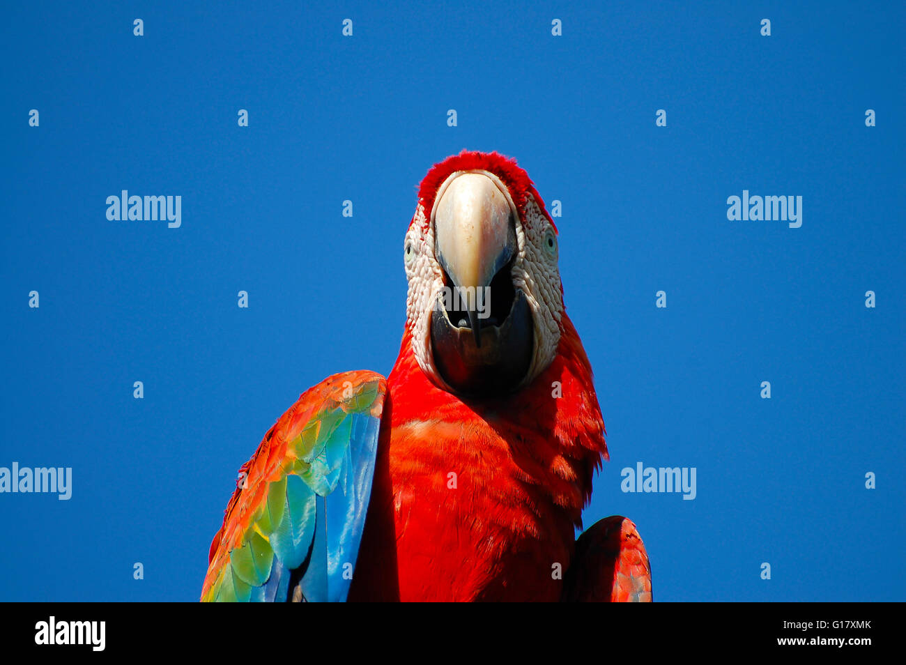 Ara farben -Fotos und -Bildmaterial in hoher Auflösung – Alamy