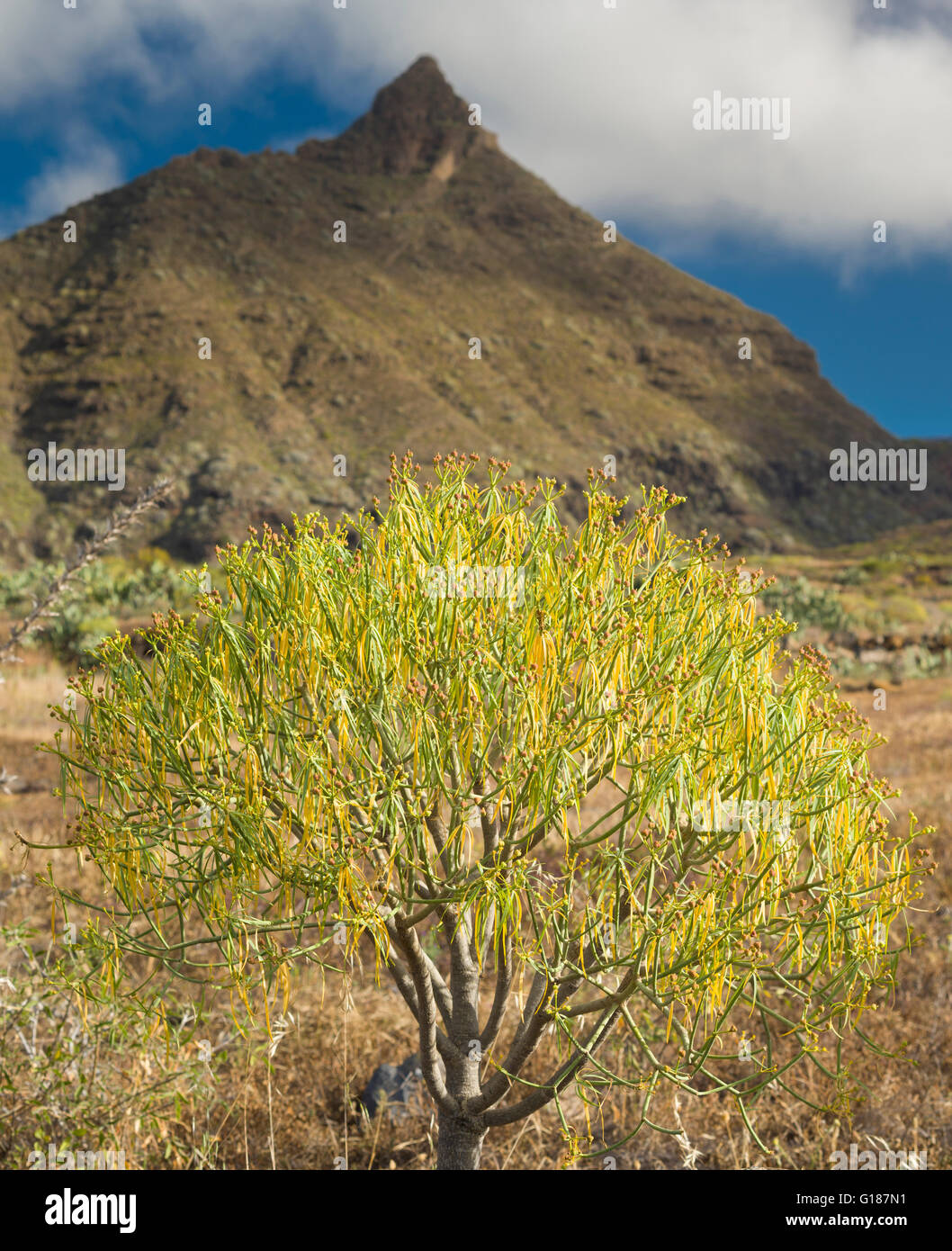 Euphorbia lamarckii -Fotos und -Bildmaterial in hoher Auflösung – Alamy