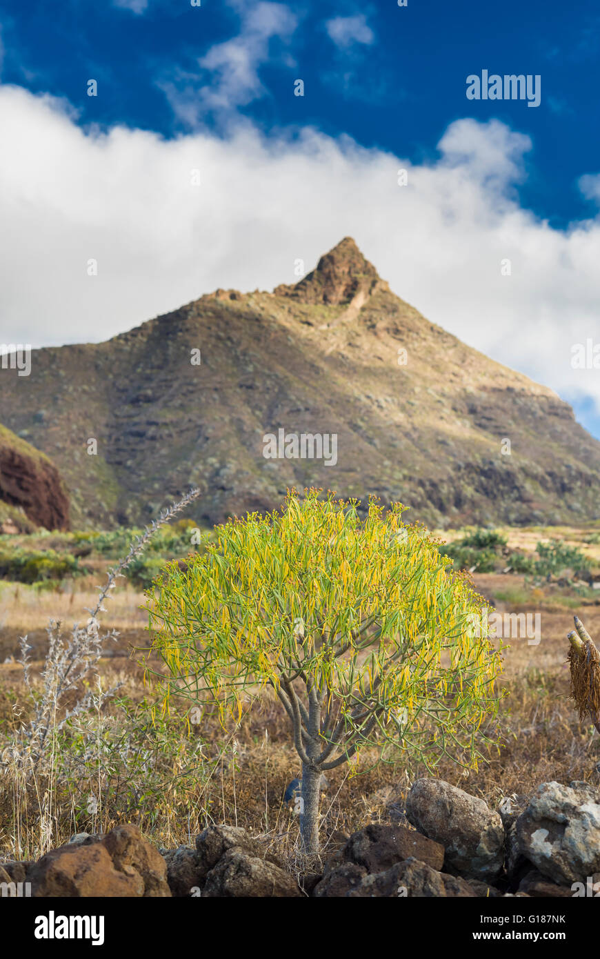 Euphorbia lamarckii -Fotos und -Bildmaterial in hoher Auflösung – Alamy