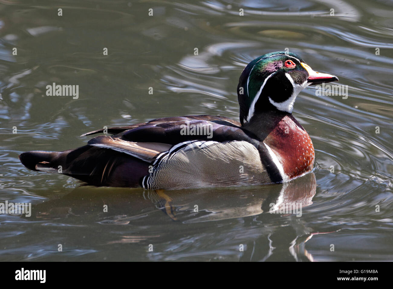 Aix sponsa schwimmen -Fotos und -Bildmaterial in hoher Auflösung – Alamy