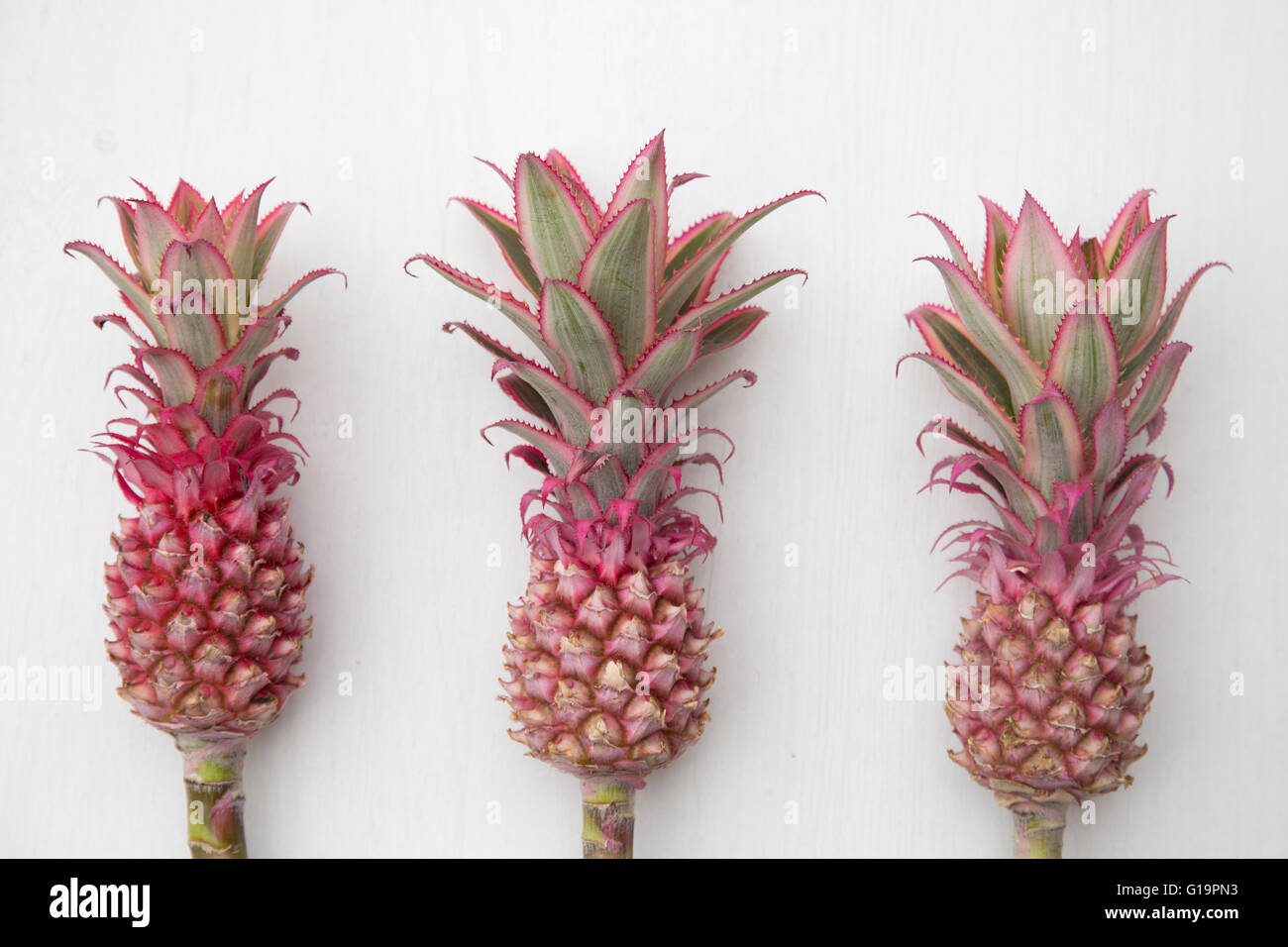 Mini Rosa Ananas Stockfotografie Alamy