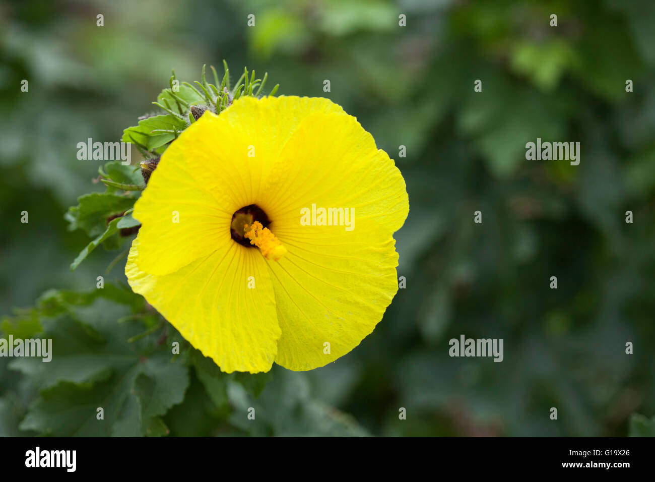 Native Hawaiian gelbe Hibiskus Brackenridgei (ma'o Hau Hele Blume ...