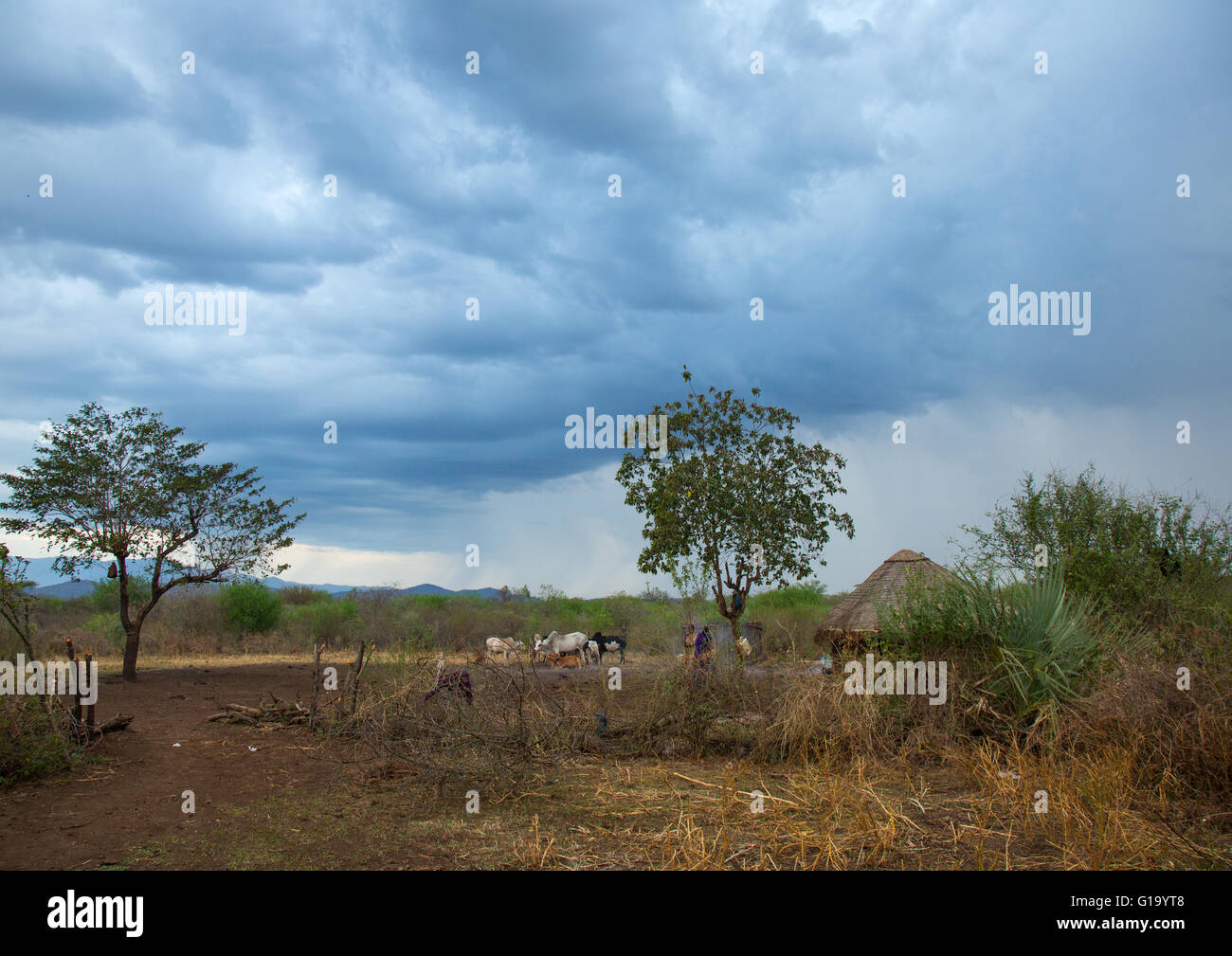 Mursi the mursi village house home -Fotos und -Bildmaterial in hoher ...