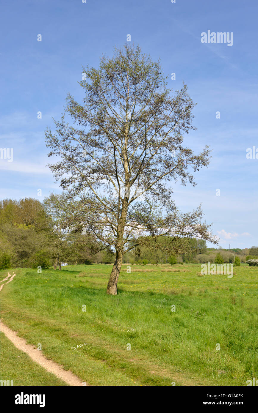 Schwarzerle - Alnus Glutinosa - Frühling Stockfotografie - Alamy