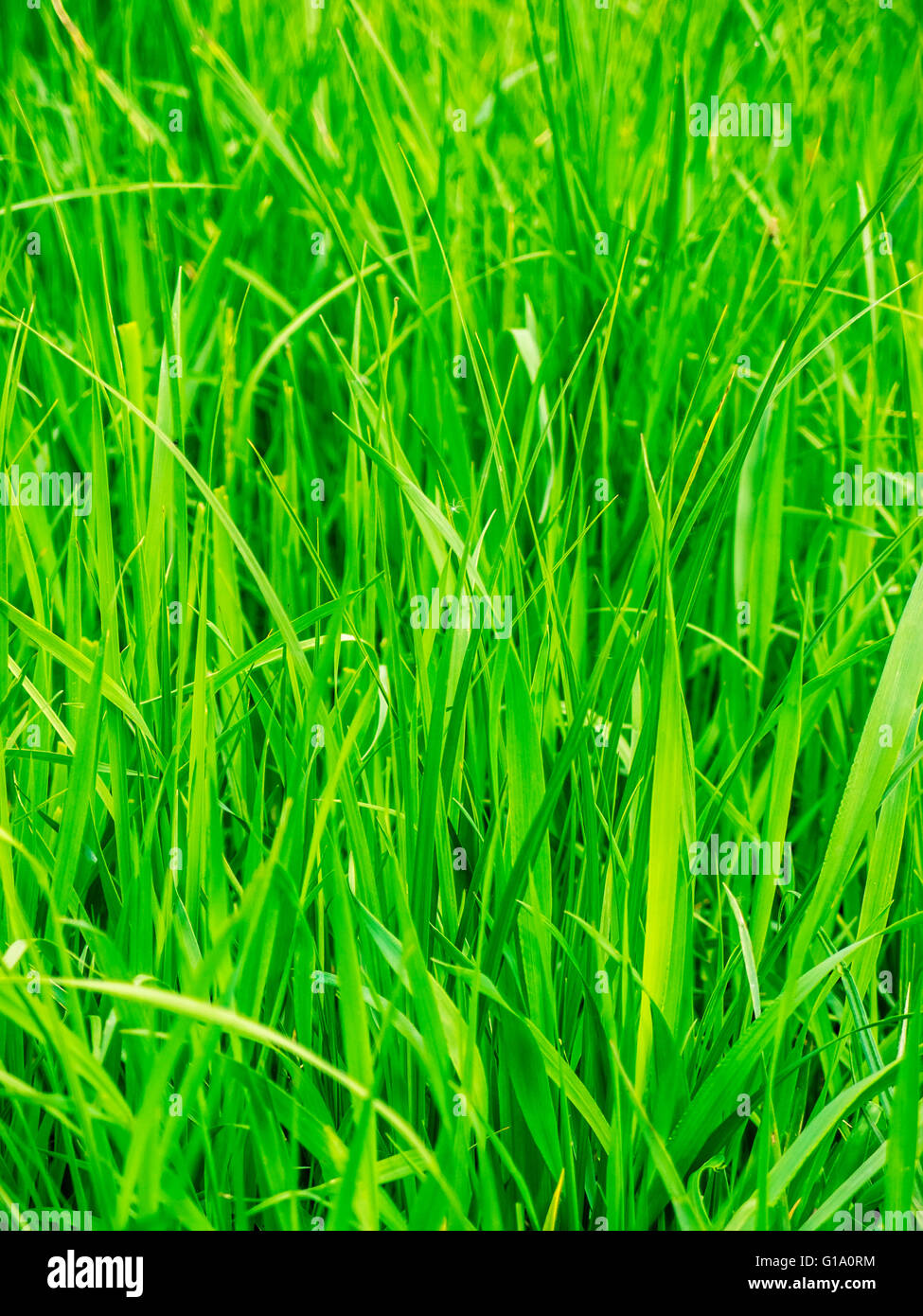 Green grass background -Fotos und -Bildmaterial in hoher Auflösung – Alamy