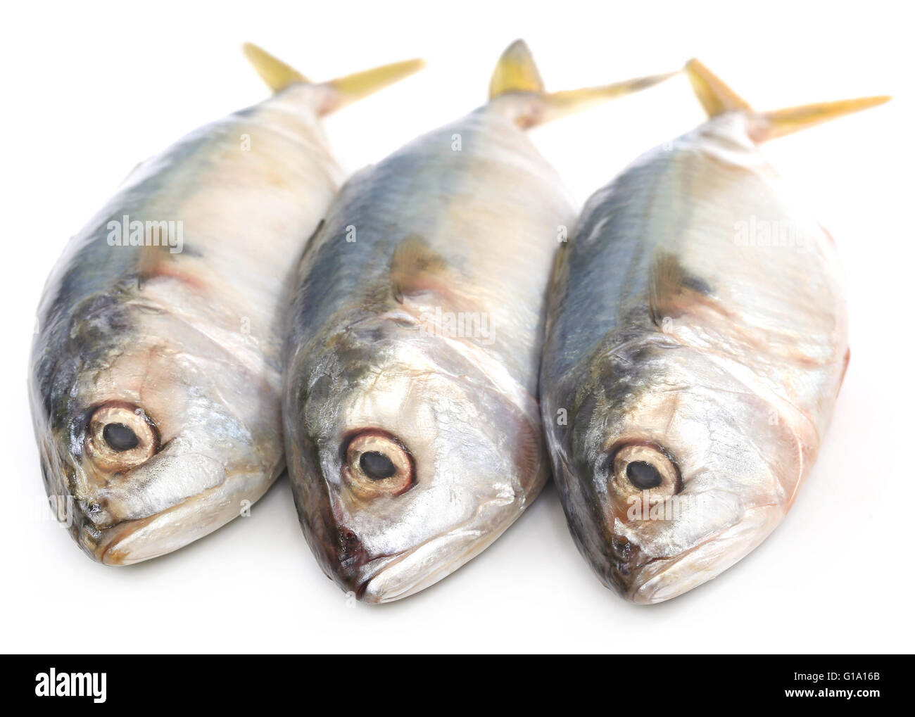 Fisch thunfisch -Fotos und -Bildmaterial in hoher Auflösung – Alamy