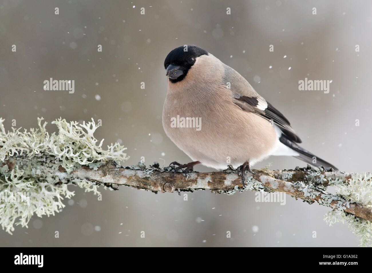Gimpel vogel -Fotos und -Bildmaterial in hoher Auflösung – Alamy