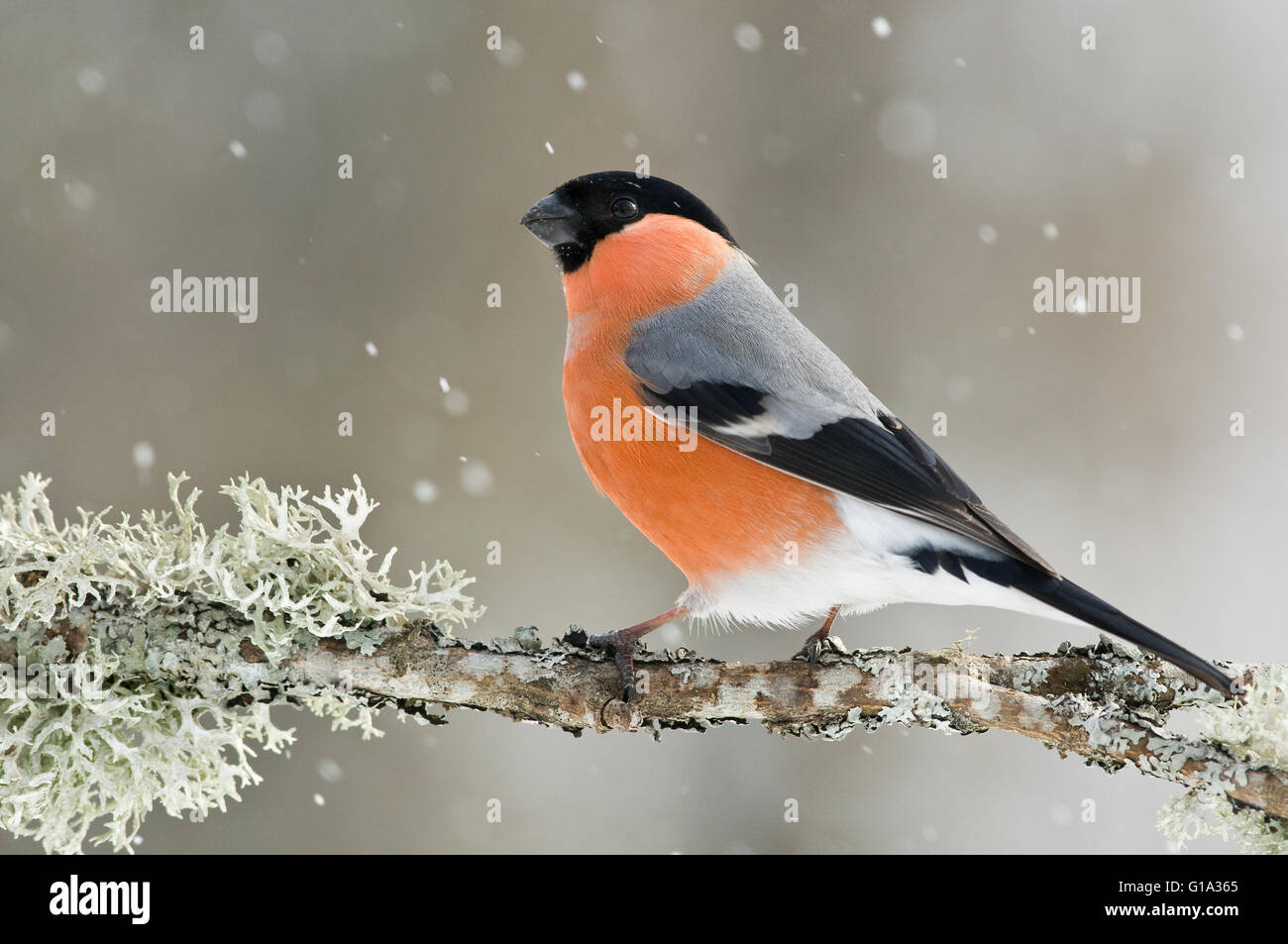 Gimpel vogel -Fotos und -Bildmaterial in hoher Auflösung – Alamy
