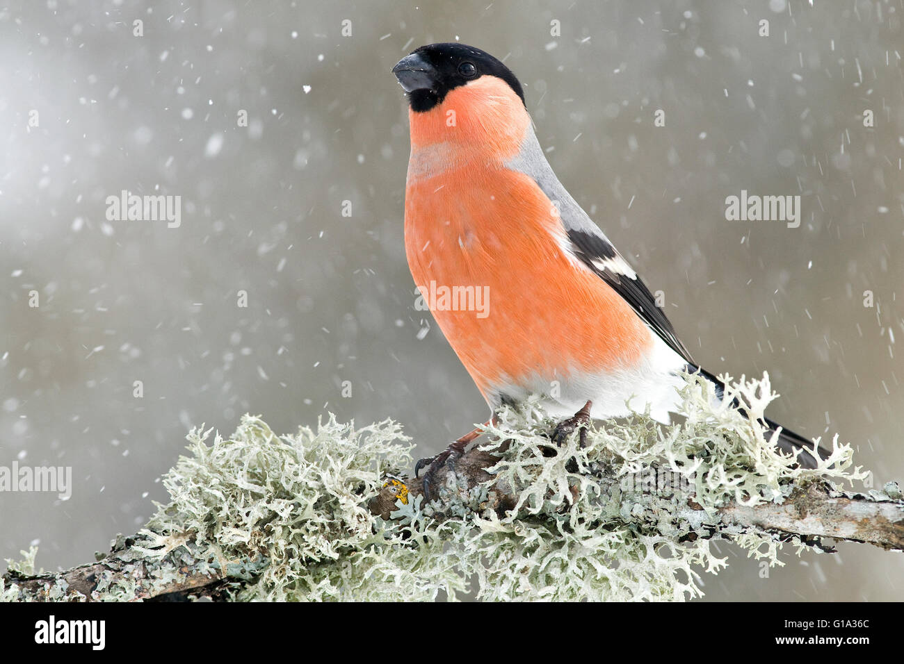 Gimpel winter -Fotos und -Bildmaterial in hoher Auflösung – Alamy