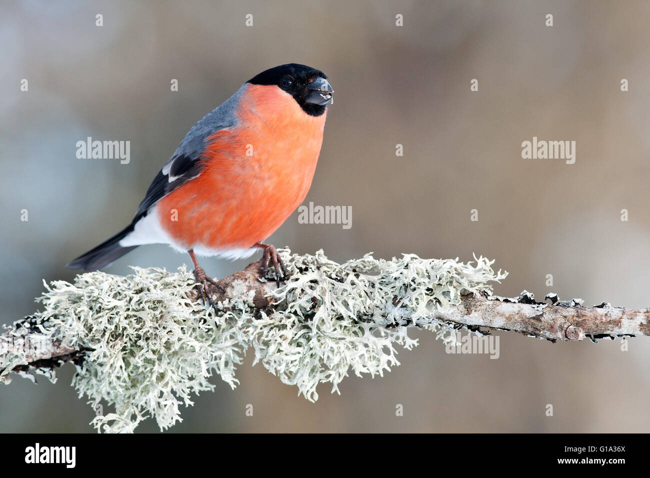 Gimpel vogel -Fotos und -Bildmaterial in hoher Auflösung – Alamy