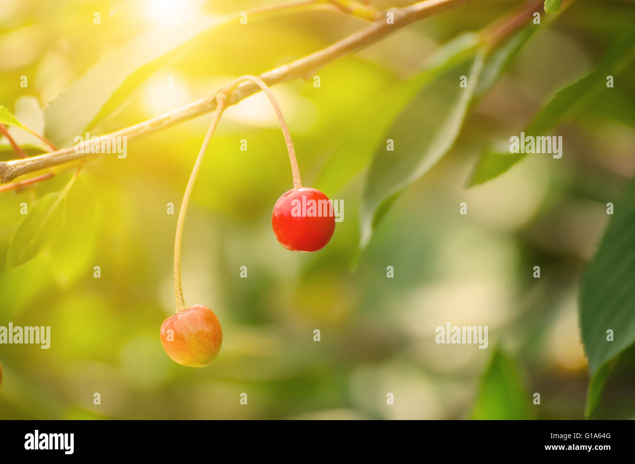 Cherry trees fruits -Fotos und -Bildmaterial in hoher Auflösung – Alamy