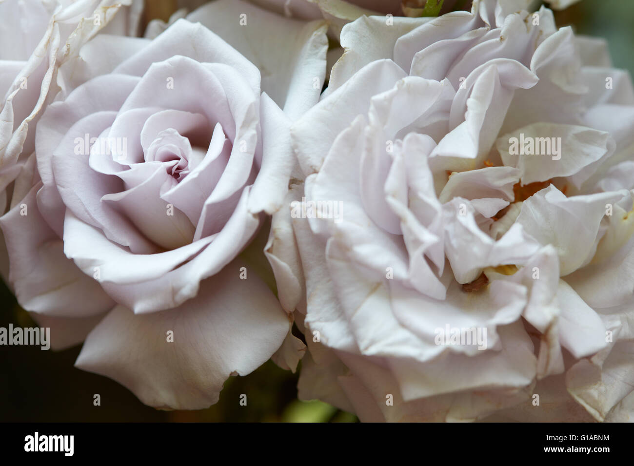 Die weißen rosen -Fotos und -Bildmaterial in hoher Auflösung – Alamy