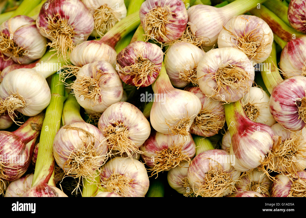 Breath root -Fotos und -Bildmaterial in hoher Auflösung – Alamy