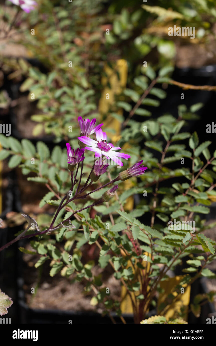 Cineraria pericallis cruenta -Fotos und -Bildmaterial in hoher ...