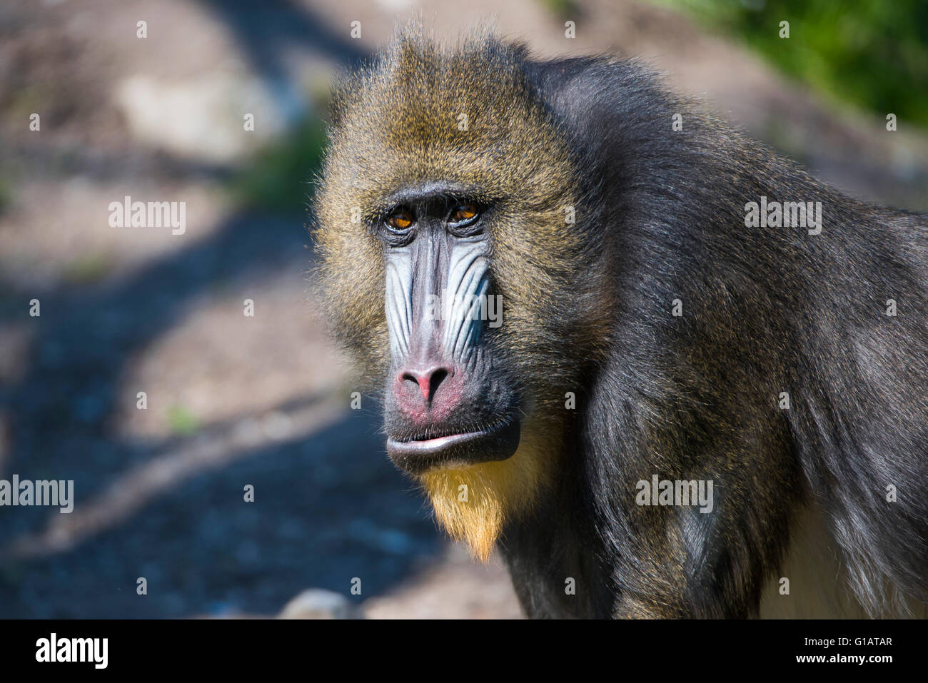 Mandrill monkey -Fotos und -Bildmaterial in hoher Auflösung – Alamy