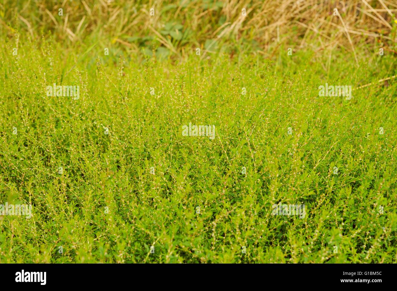 Knotengras pflanzen -Fotos und -Bildmaterial in hoher Auflösung – Alamy