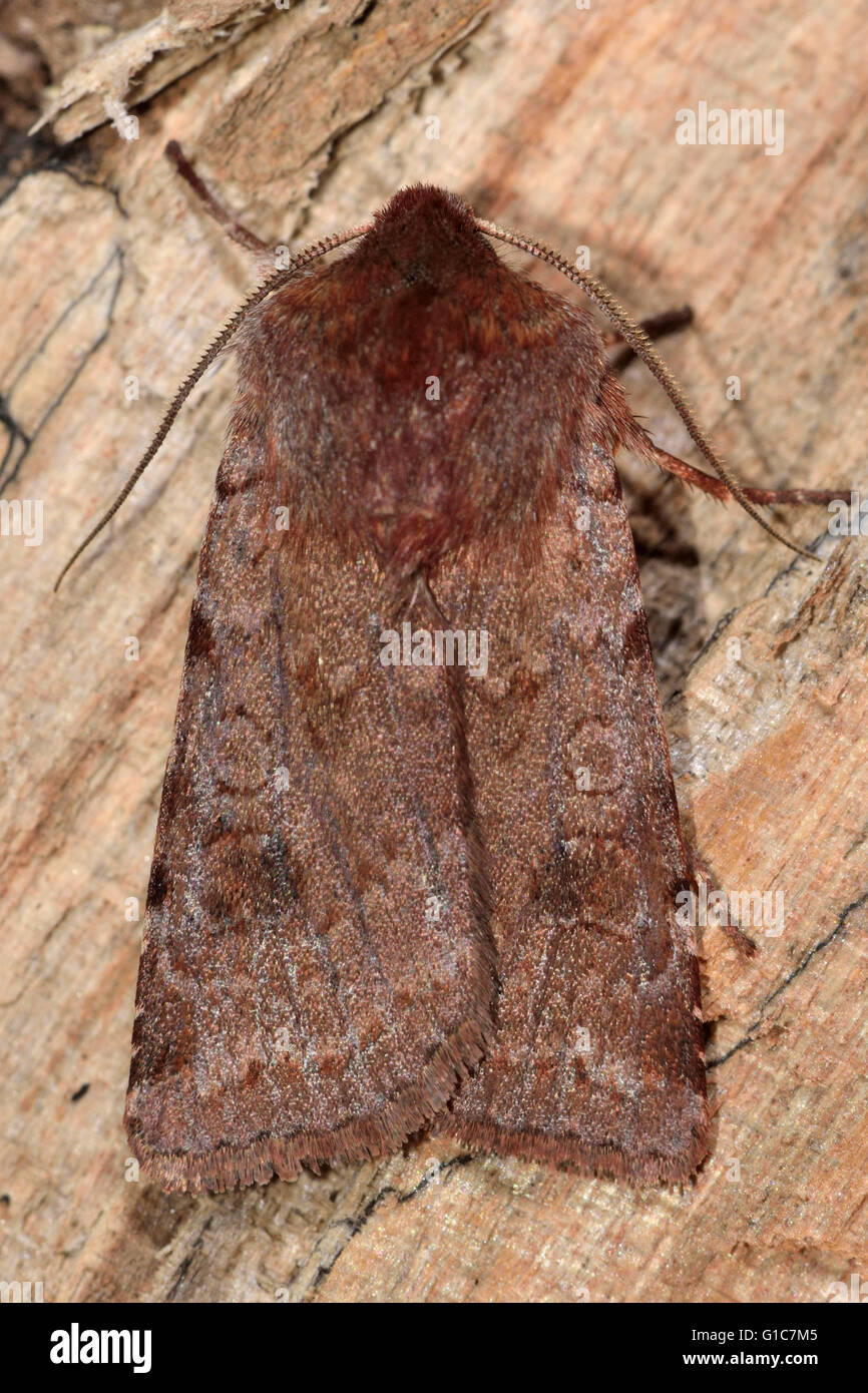 Rote Kastanie Motte (Cerastis Rubricosa). Britische Insekt in der ...