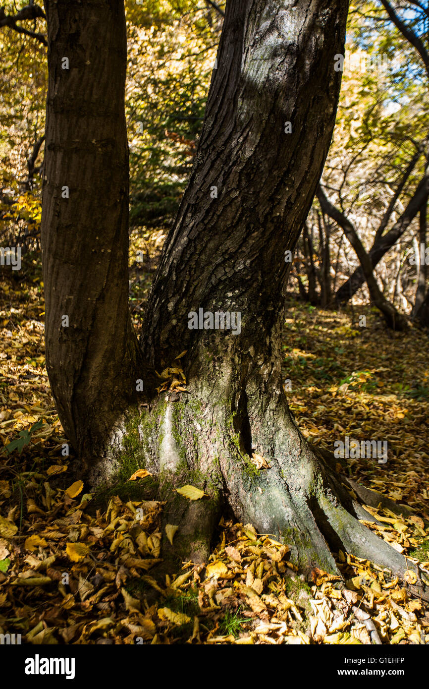 Baumwurzeln Oberirdisch Stockfotos und -bilder Kaufen - Alamy