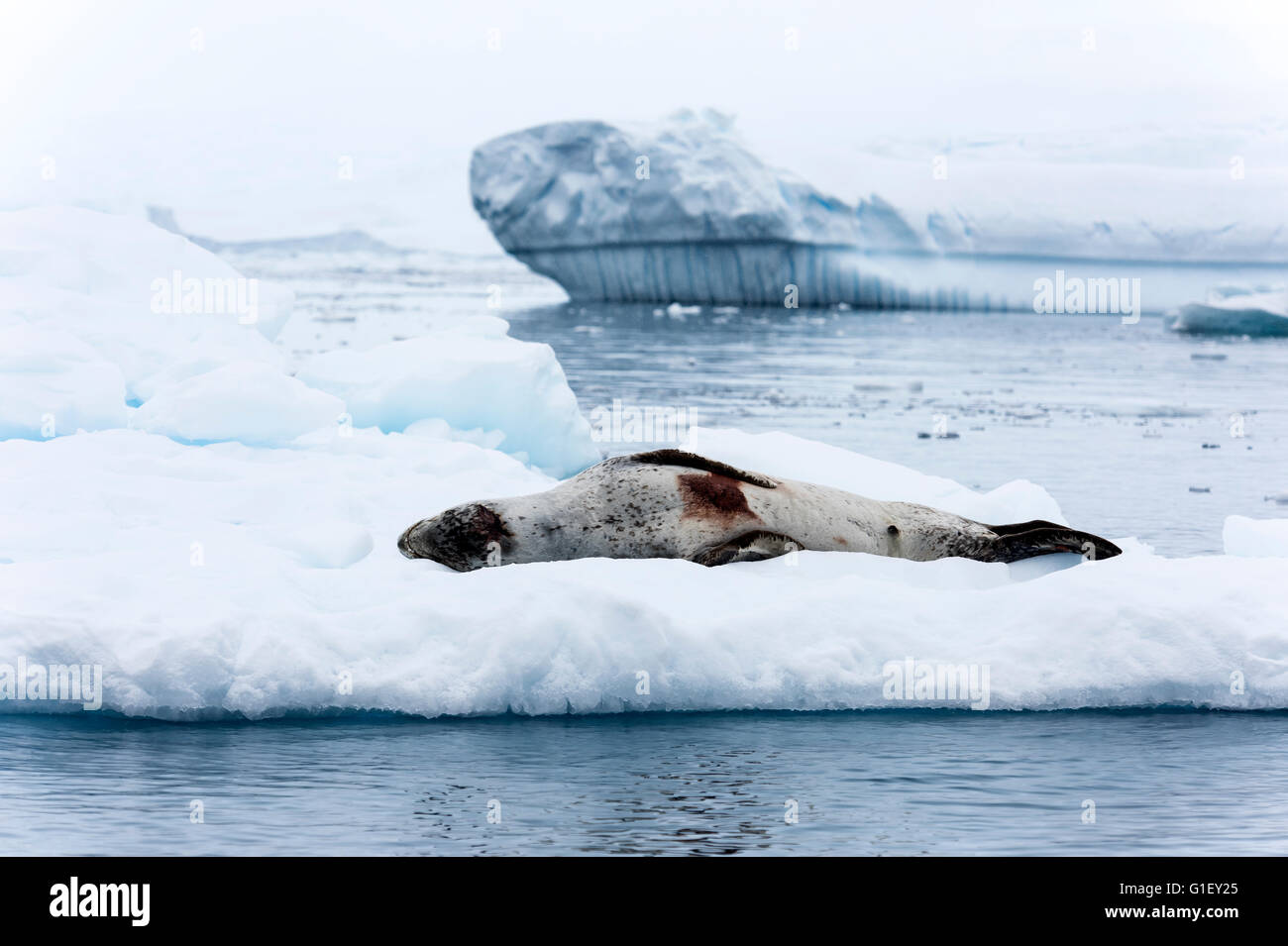 Seeleopard (Hydrurga Leptonyx) oder Meer Leopard auf Eis Cierva Cove ...