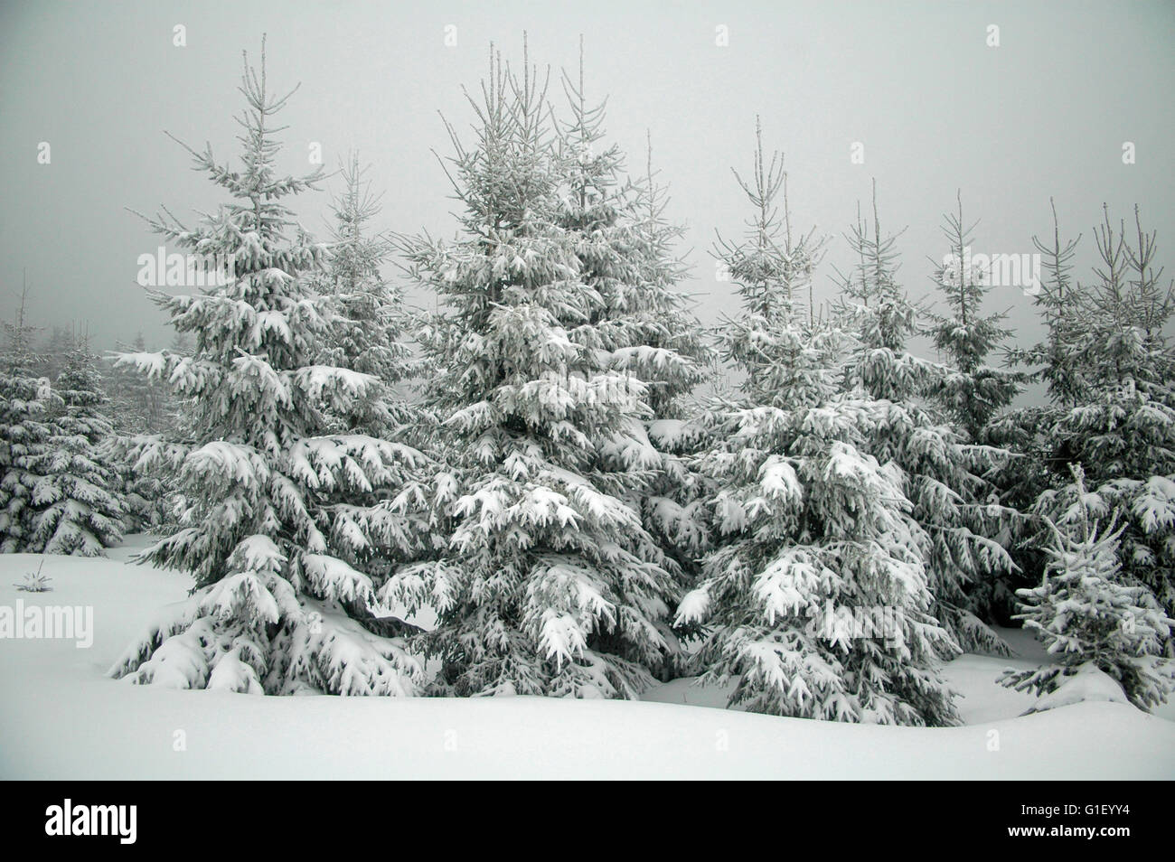 Nadelwald winter -Fotos und -Bildmaterial in hoher Auflösung – Alamy