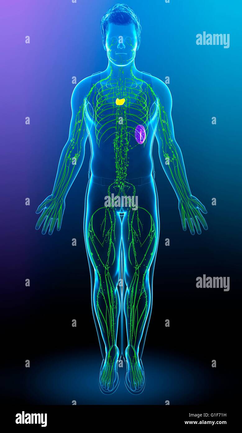 Menschliche Lymphsystem, Abbildung Stockfotografie - Alamy
