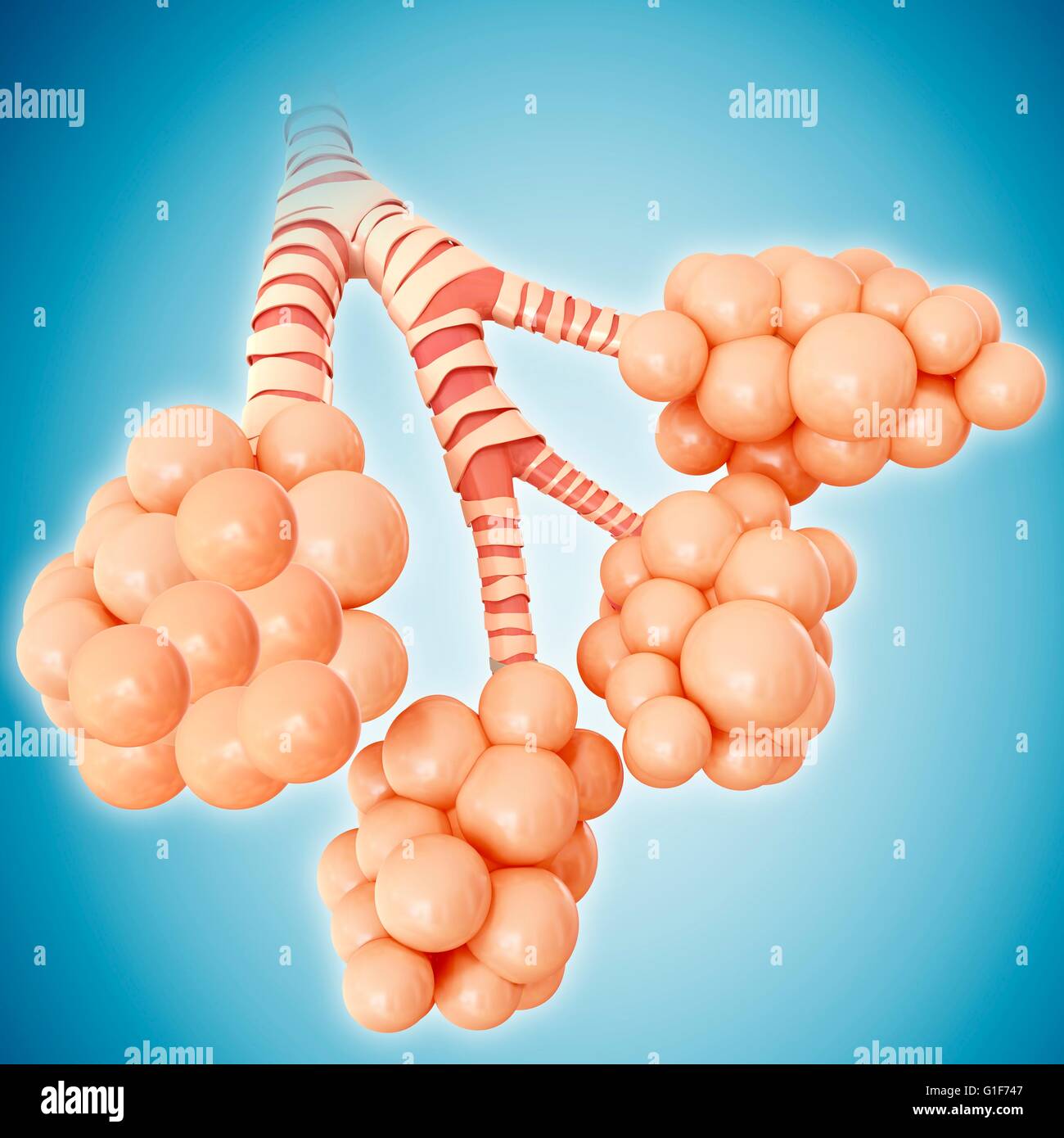 Alveolen der menschlichen Lunge, Abbildung Stockfotografie - Alamy