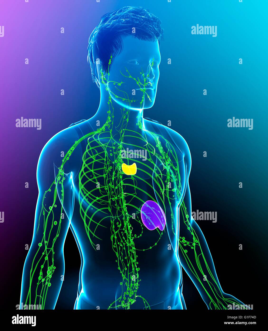 Menschliche Lymphsystem, Abbildung Stockfotografie - Alamy
