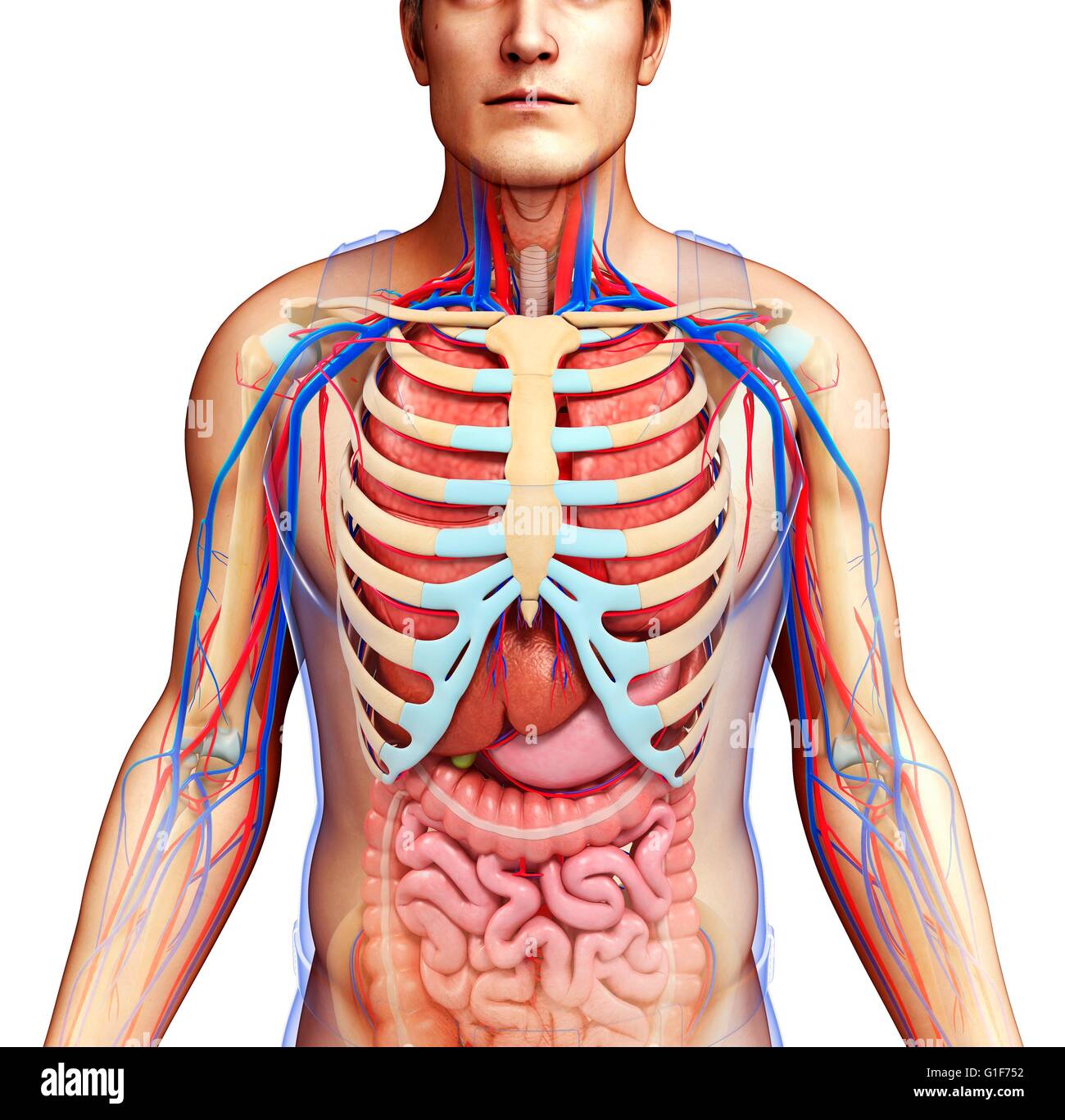 Anatomie der menschlichen Brust, Abbildung Stockfotografie - Alamy