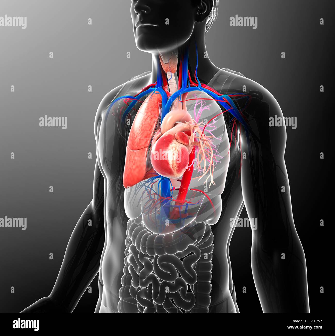 Bild des atmungssystems -Fotos und -Bildmaterial in hoher Auflösung – Alamy