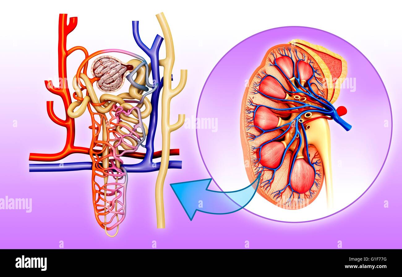 Niere und nephron -Fotos und -Bildmaterial in hoher Auflösung - Seite 3 ...