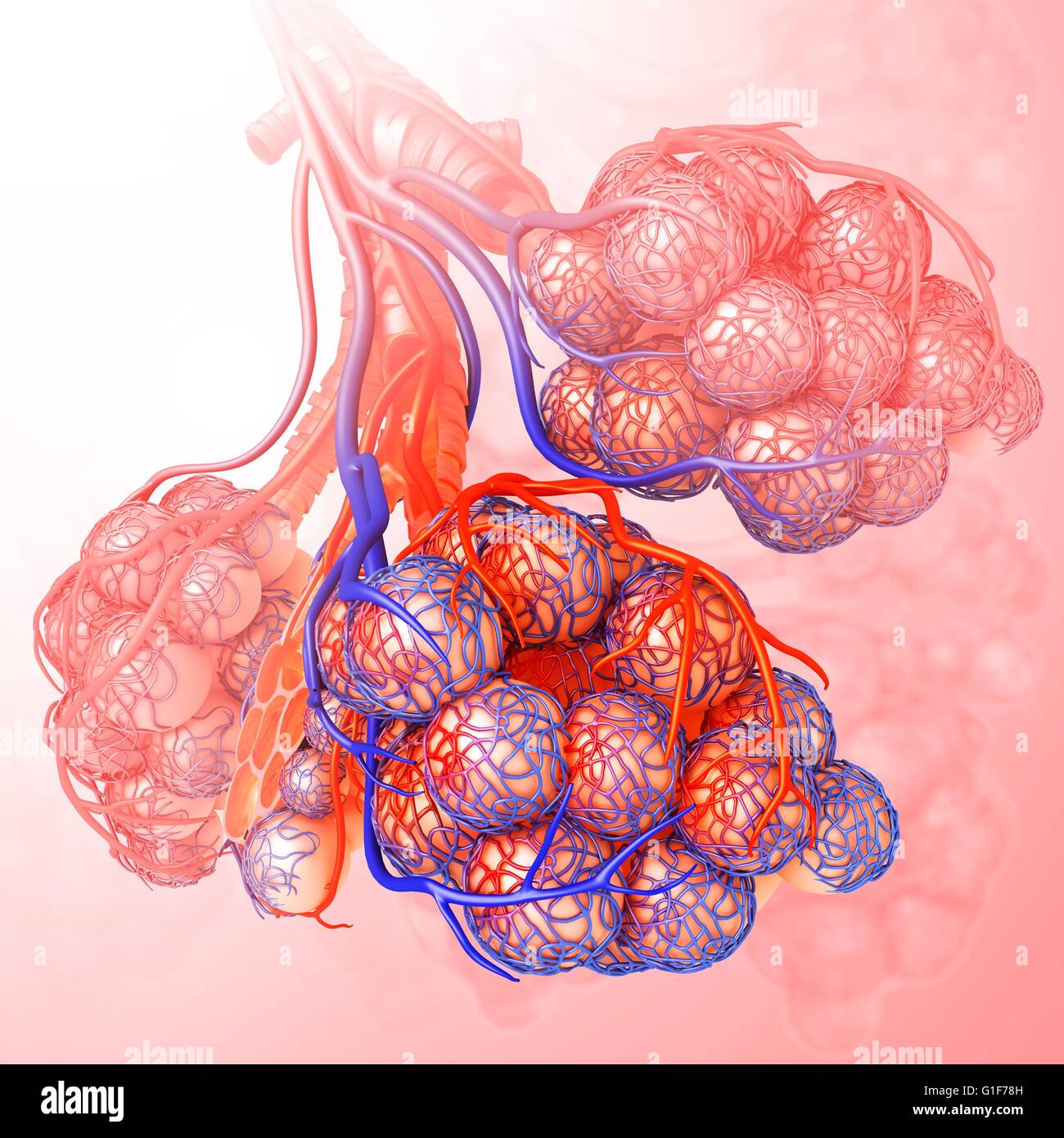 Alveolen der menschlichen Lunge, Abbildung Stockfotografie - Alamy