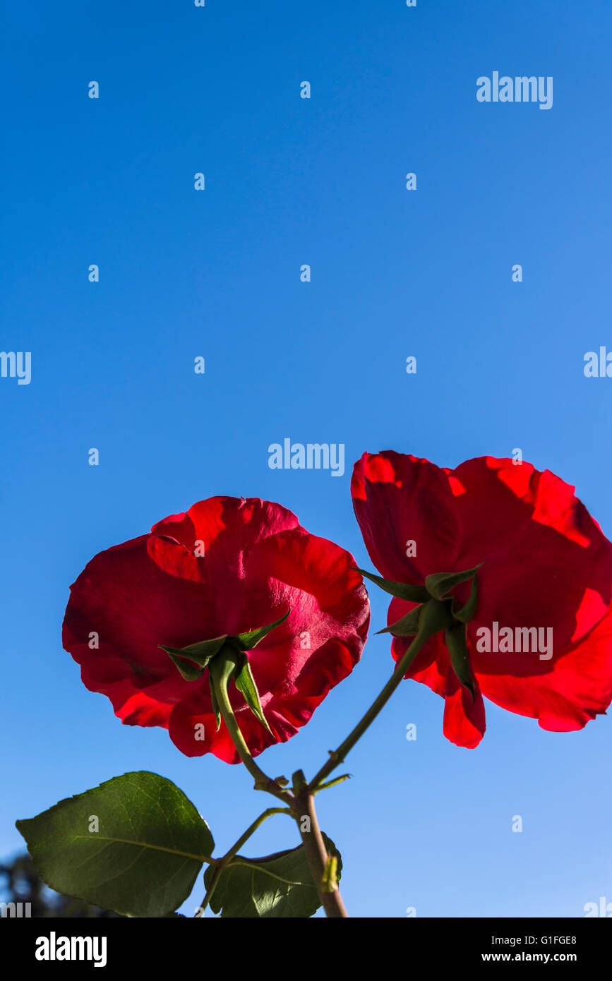Zwei rosen -Fotos und -Bildmaterial in hoher Auflösung – Alamy