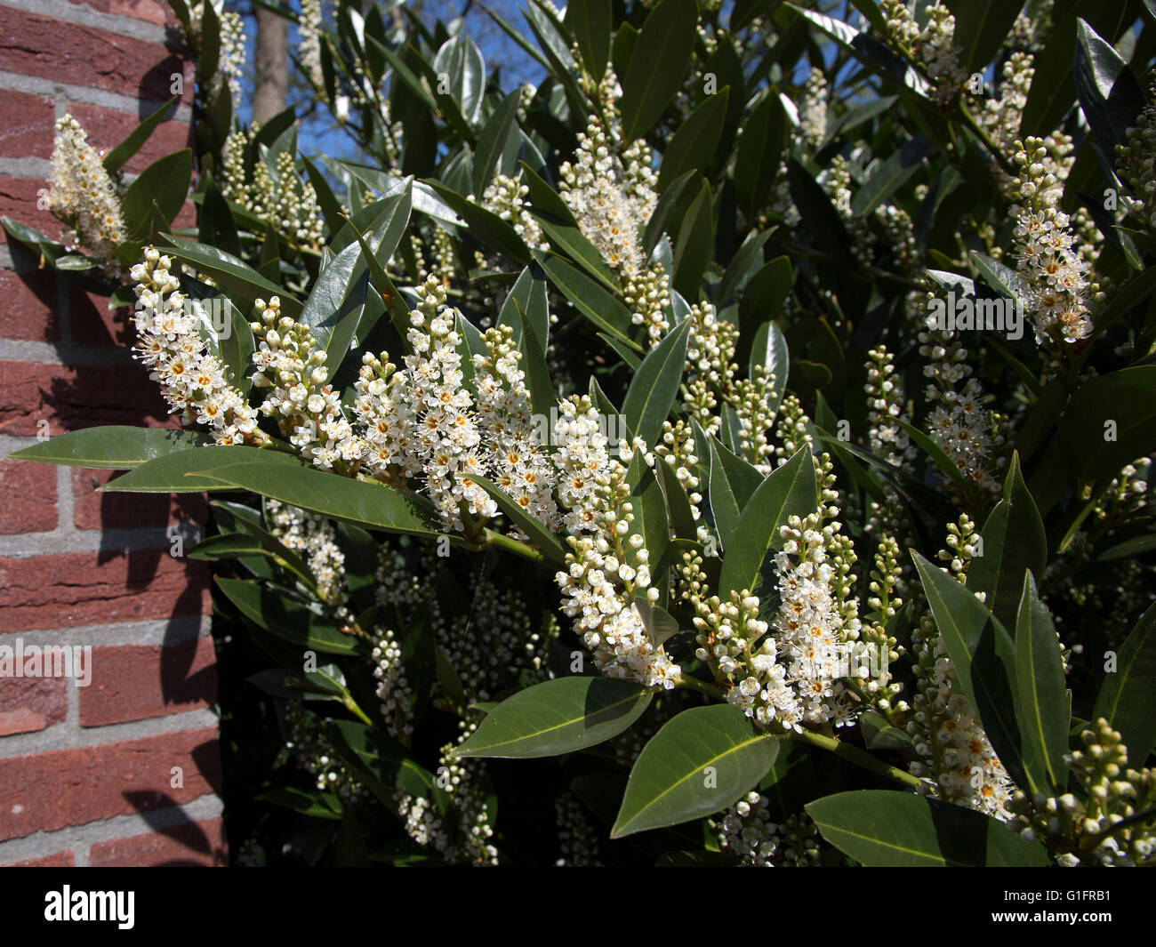 Kirschlorbeer prunus laurocerasus -Fotos und -Bildmaterial in hoher ...