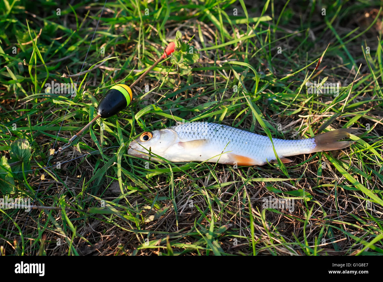 Big fish little fish -Fotos und -Bildmaterial in hoher Auflösung – Alamy