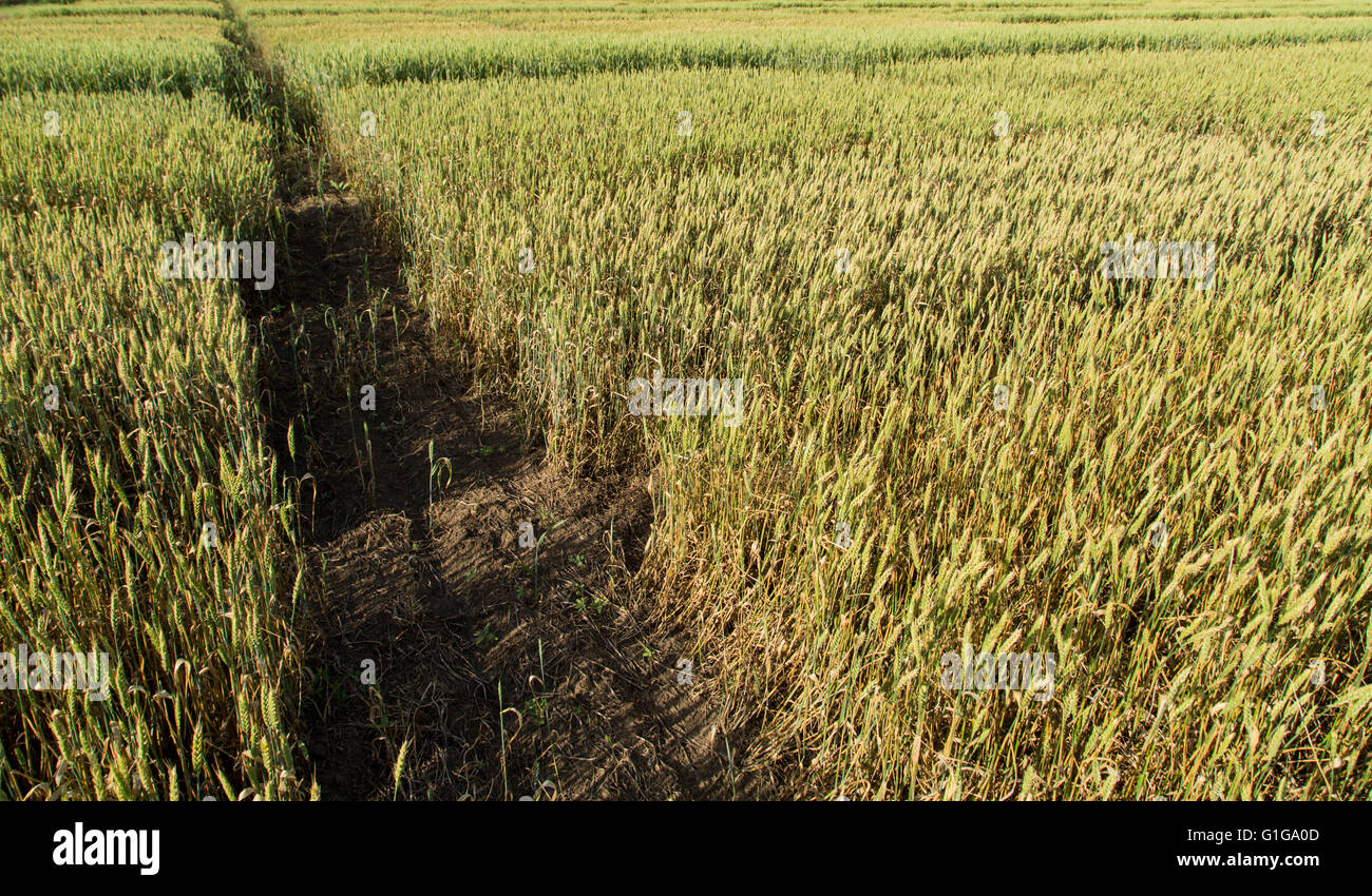 Anbau von Weizen-Felder mit verschiedenen Arten und Farben ...