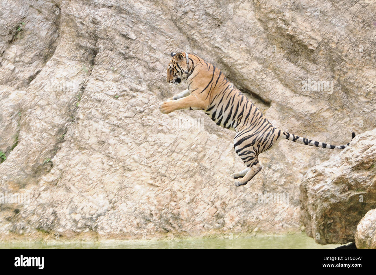 Jumping tiger -Fotos und -Bildmaterial in hoher Auflösung – Alamy