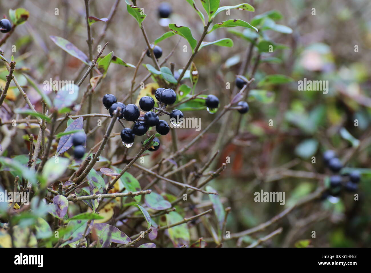 Schwarze Beeren einer Hecke Liguster (Ligustrum Stockfotografie - Alamy
