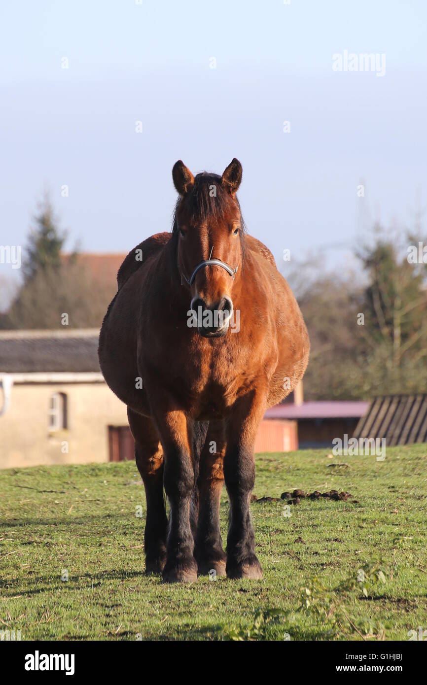 Horse standing front view -Fotos und -Bildmaterial in hoher Auflösung ...