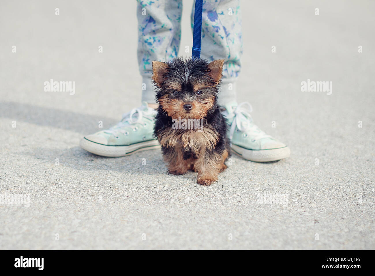 Yorkie hund Stockfotos und -bilder Kaufen - Alamy