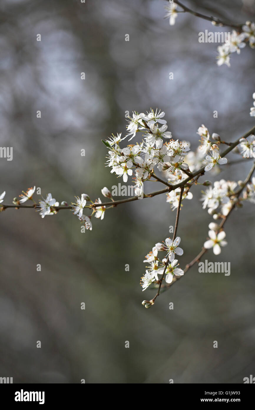 Bullace prunus domestica insititia -Fotos und -Bildmaterial in hoher ...