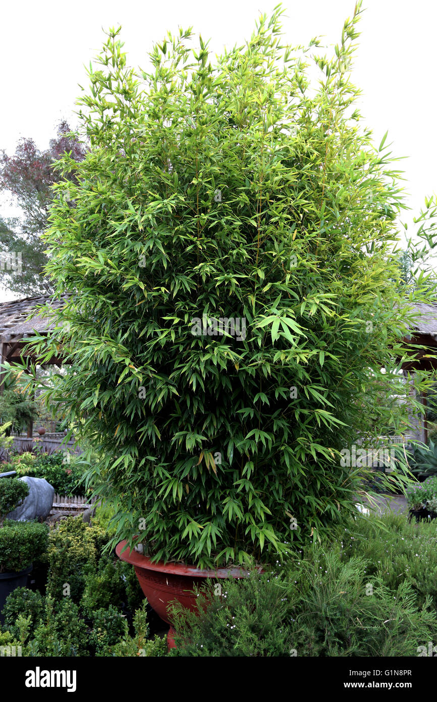 Bamboo hat -Fotos und -Bildmaterial in hoher Auflösung – Alamy