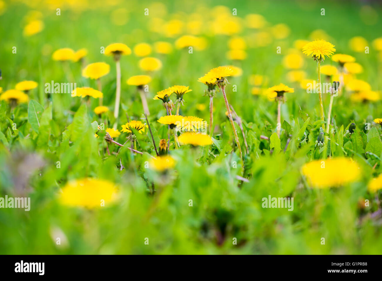 Gelber rasen -Fotos und -Bildmaterial in hoher Auflösung – Alamy