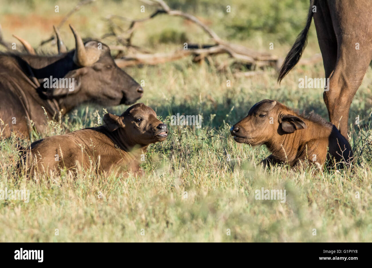 Africa Veld Bush Stockfotos und -bilder Kaufen - Alamy