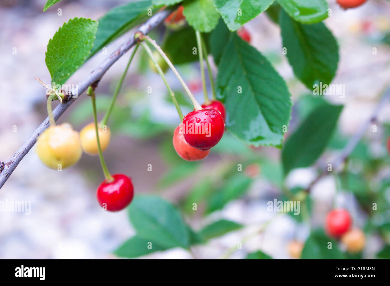 Sour cherry prunus cerasus -Fotos und -Bildmaterial in hoher Auflösung ...