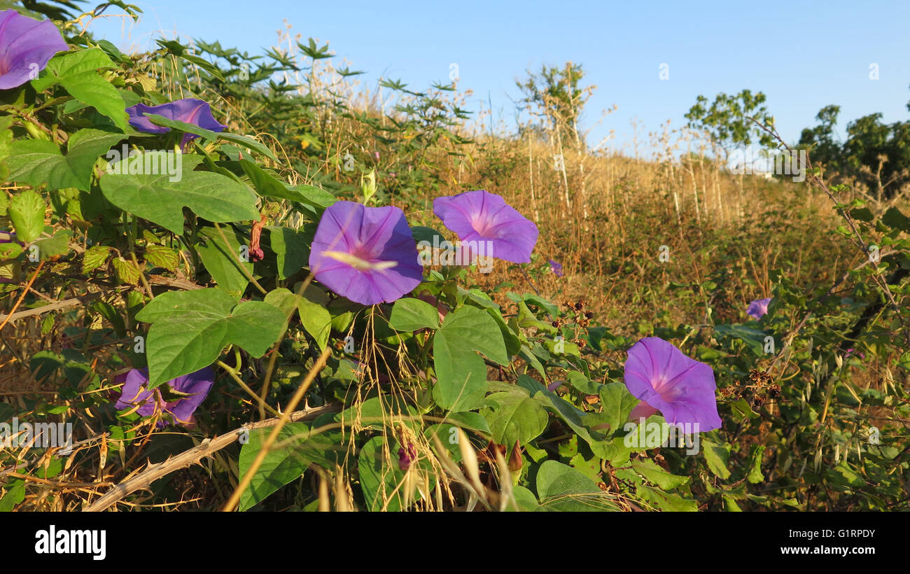 Ackerwinde blumen -Fotos und -Bildmaterial in hoher Auflösung – Alamy