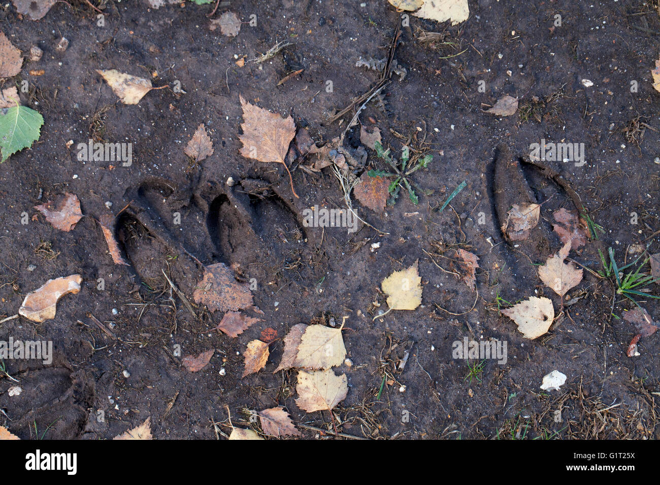 Footprints deer -Fotos und -Bildmaterial in hoher Auflösung – Alamy
