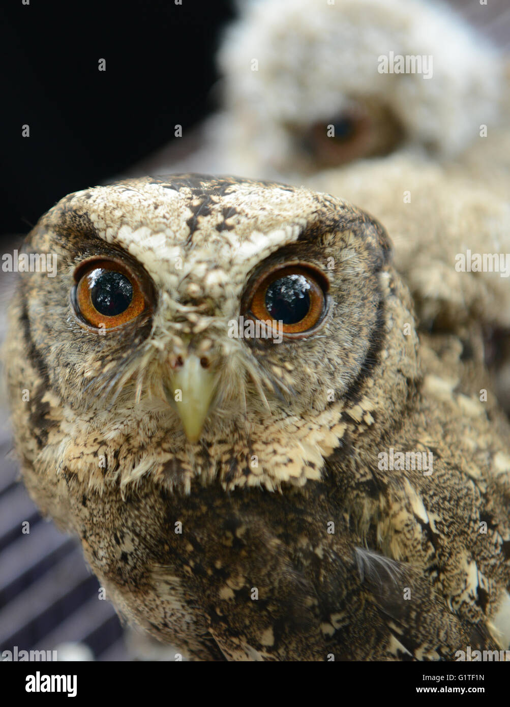 Asiatische eulen -Fotos und -Bildmaterial in hoher Auflösung – Alamy