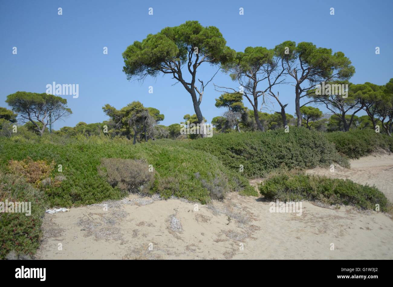 Ein Tag am Strand mit der Familie. Strand Schinias Marathonas Stadt 42 ...